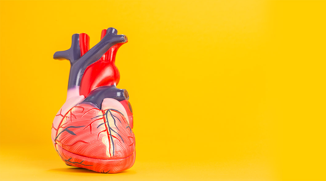 Conheça estas curiosidades sobre o miocárdio - Cardio 365º